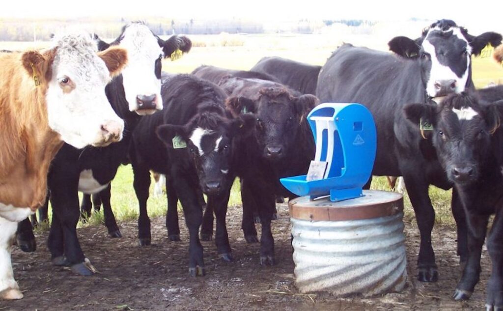 The Best Cattle Waterers for Winter - Countryside